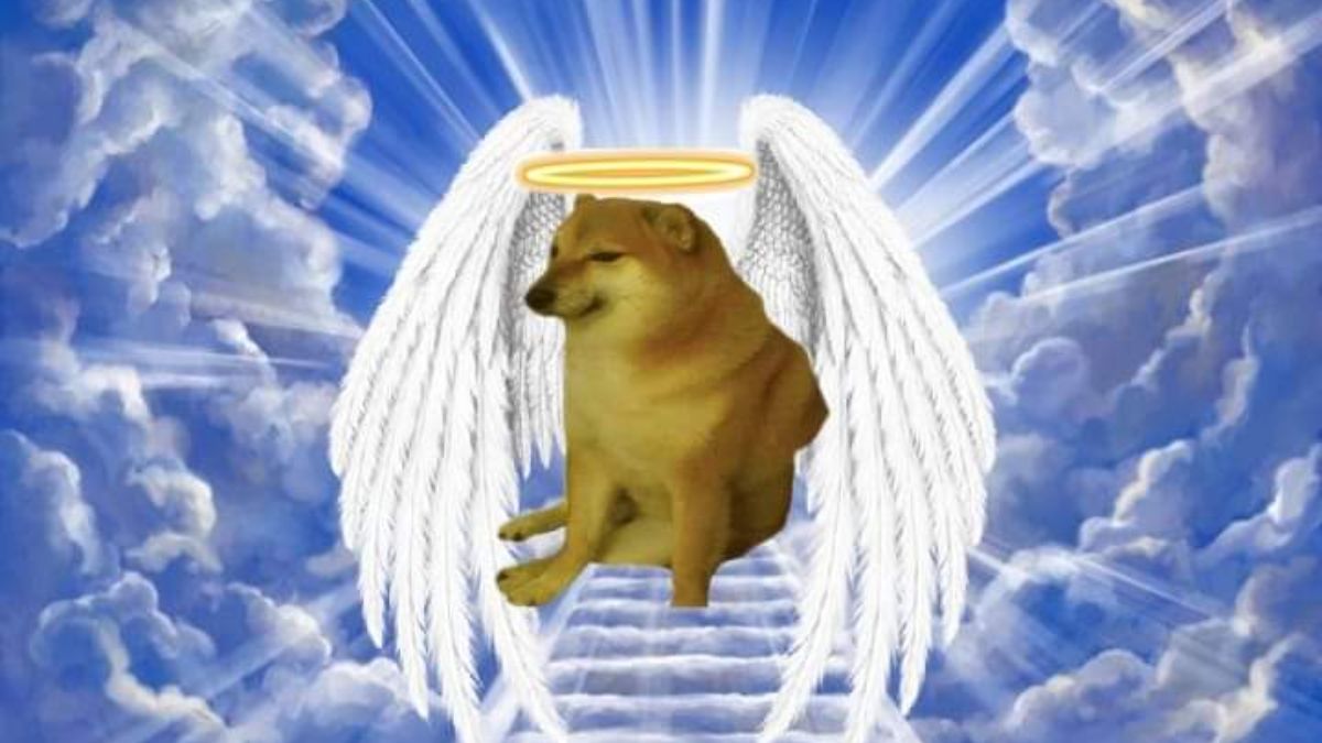 Balltze, el Shiba Inu que dio vida Cheems, ha muerto; deja un legado de ...