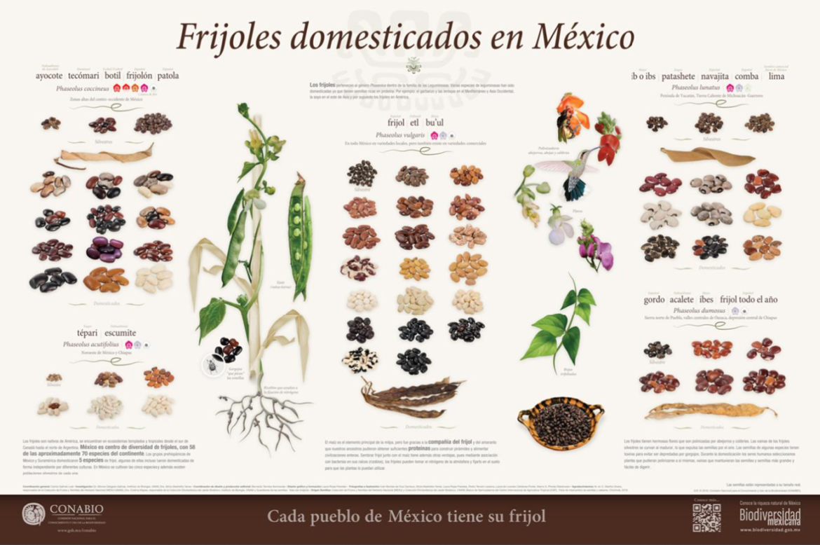 El frijol mexicano: historia, variedades, beneficios y su importancia ...