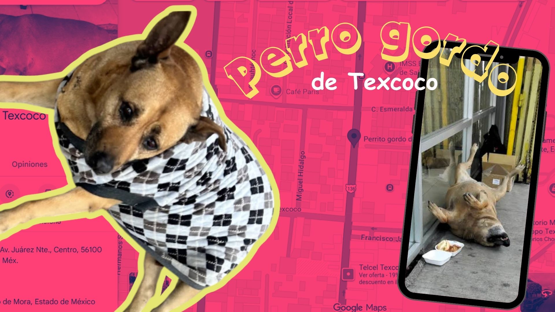 El perro gordo de Texcoco: viralidad, ternura y microcelebridad urbana